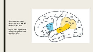 Surgical landmarks of Brain and its identification on Cranium | PPTX