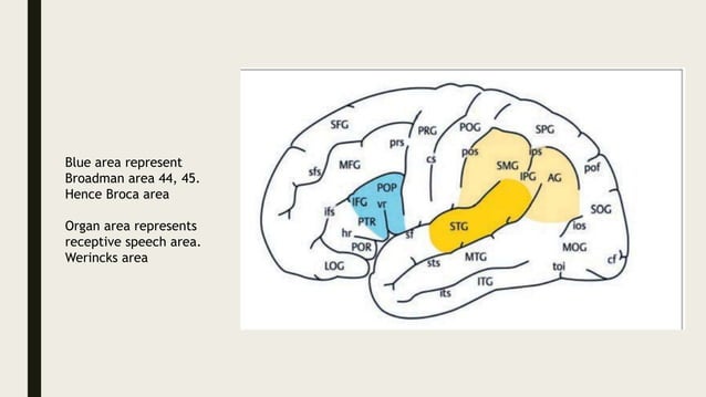Surgical landmarks of Brain and its identification on Cranium | PPT