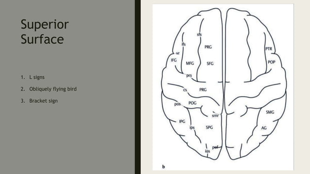 Surgical landmarks of Brain and its identification on Cranium | PPT