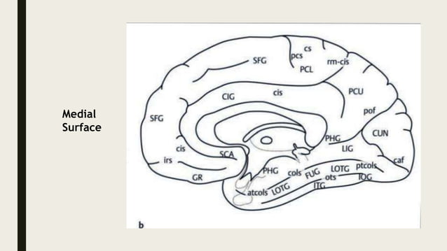 Surgical landmarks of Brain and its identification on Cranium | PPT