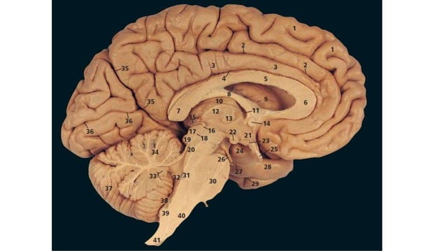 Surgical landmarks and sectional anatomy in neurosurgery | PPT