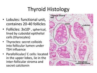 Multinodular Goiter Histology