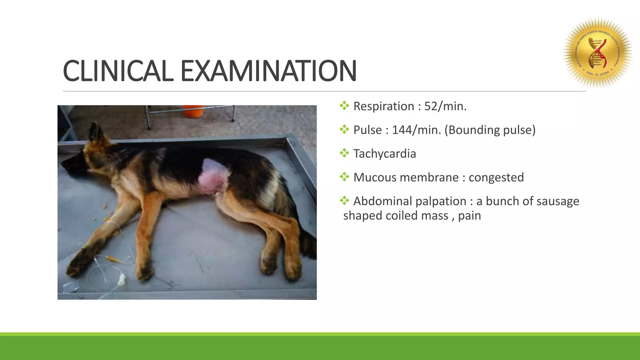 Surgical management of intussusception in a German Shepherd | PPTX