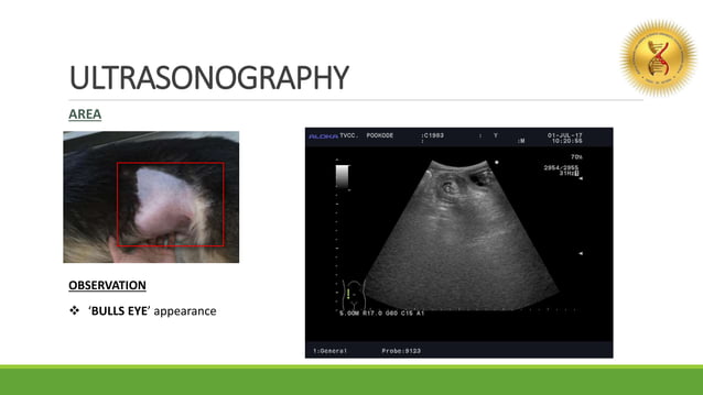 Surgical management of intussusception in a German Shepherd | PPTX ...