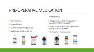 Surgical management of intussusception in a German Shepherd | PPTX