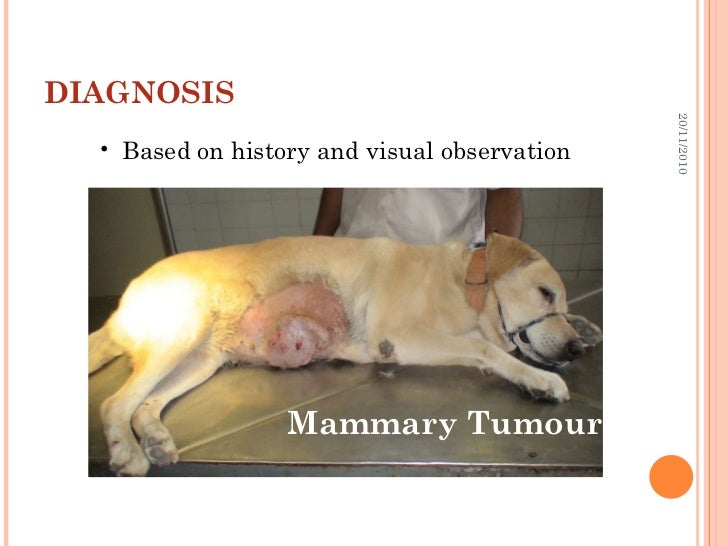 Surgical management of mammary tumour in canines