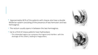surgical management of Persistent cloaca (2).pptx