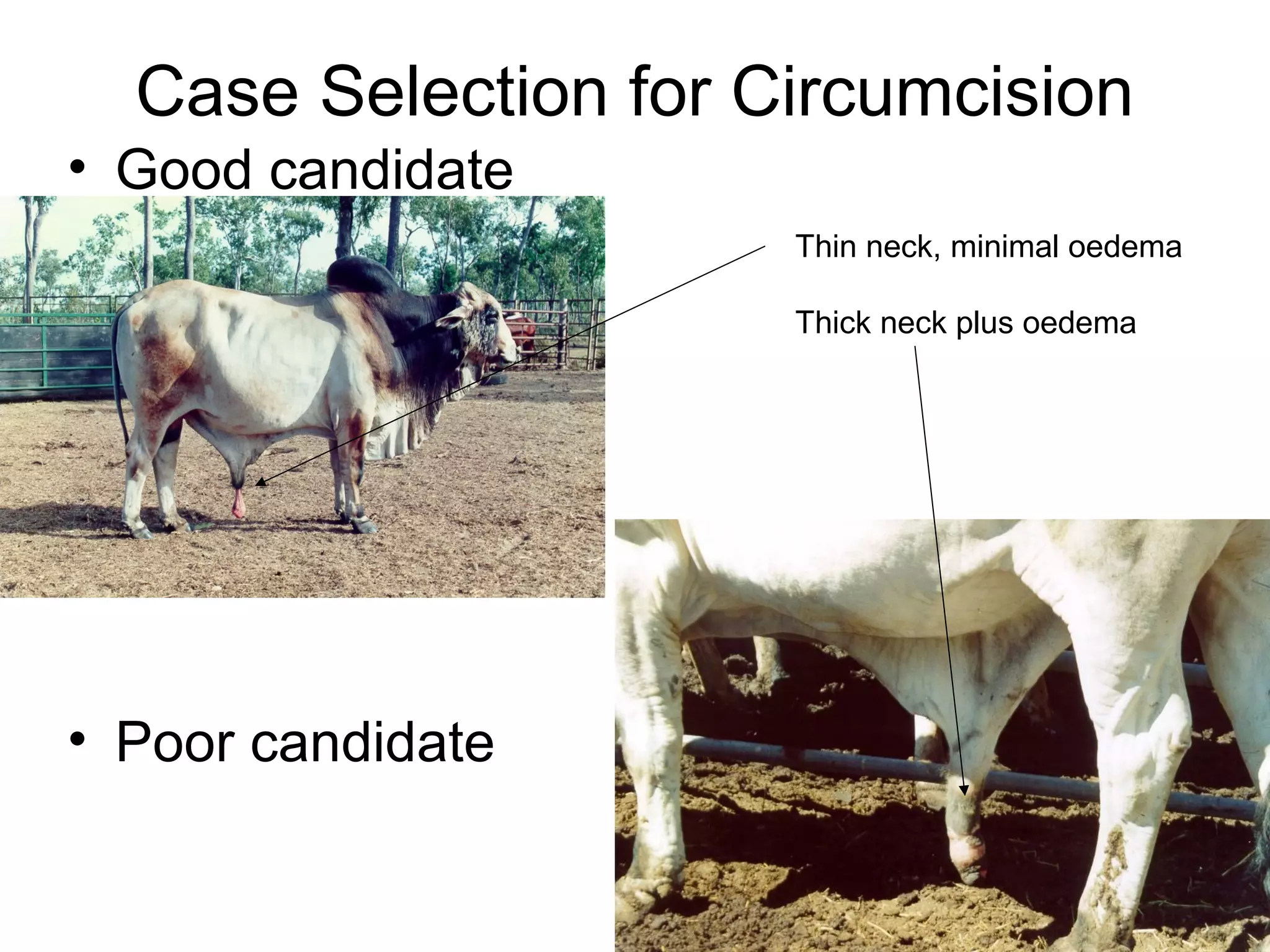 Surgical procedures in the bovine | PPT
