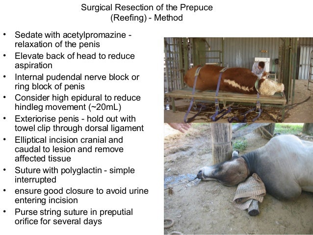 Surgical Procedures In The Bovine