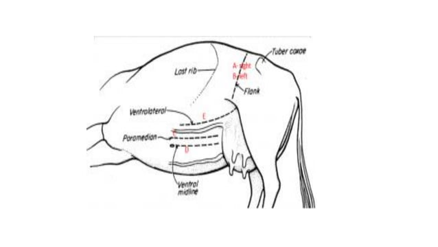 Surgical procedures on the vulva, vagina and.pdf