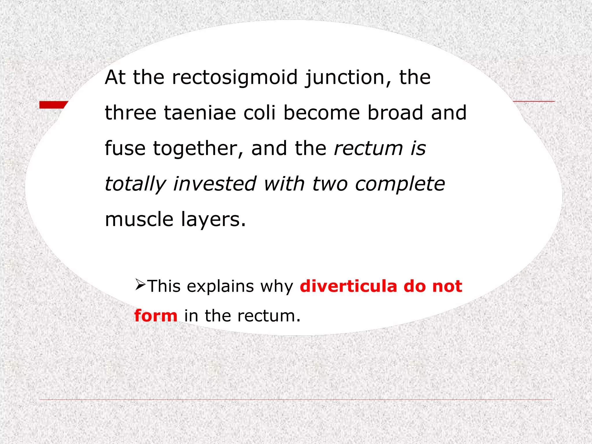 Surgical rectal anatomy | PPT