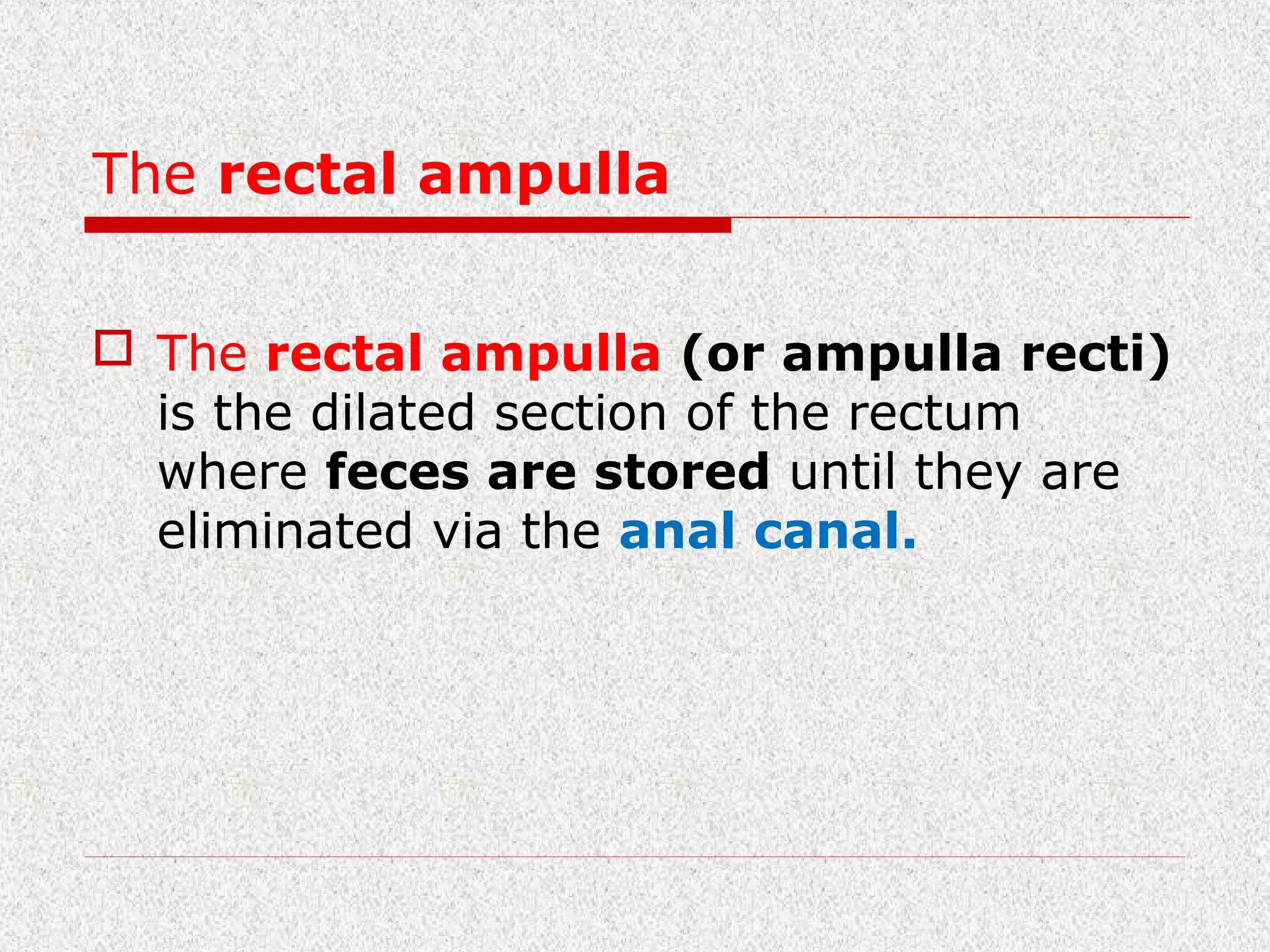 Surgical rectal anatomy | PPT