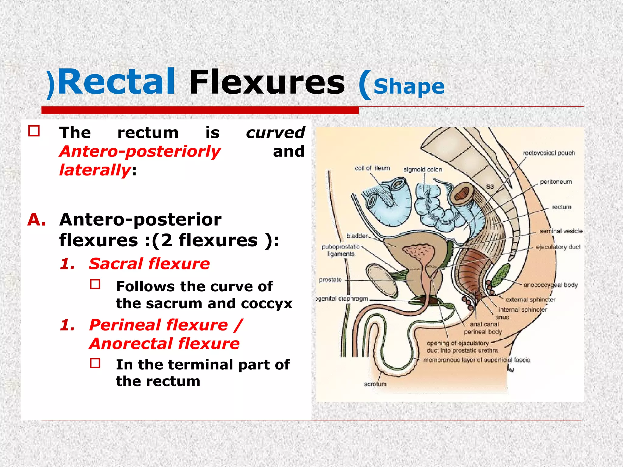 Surgical rectal anatomy | PPT