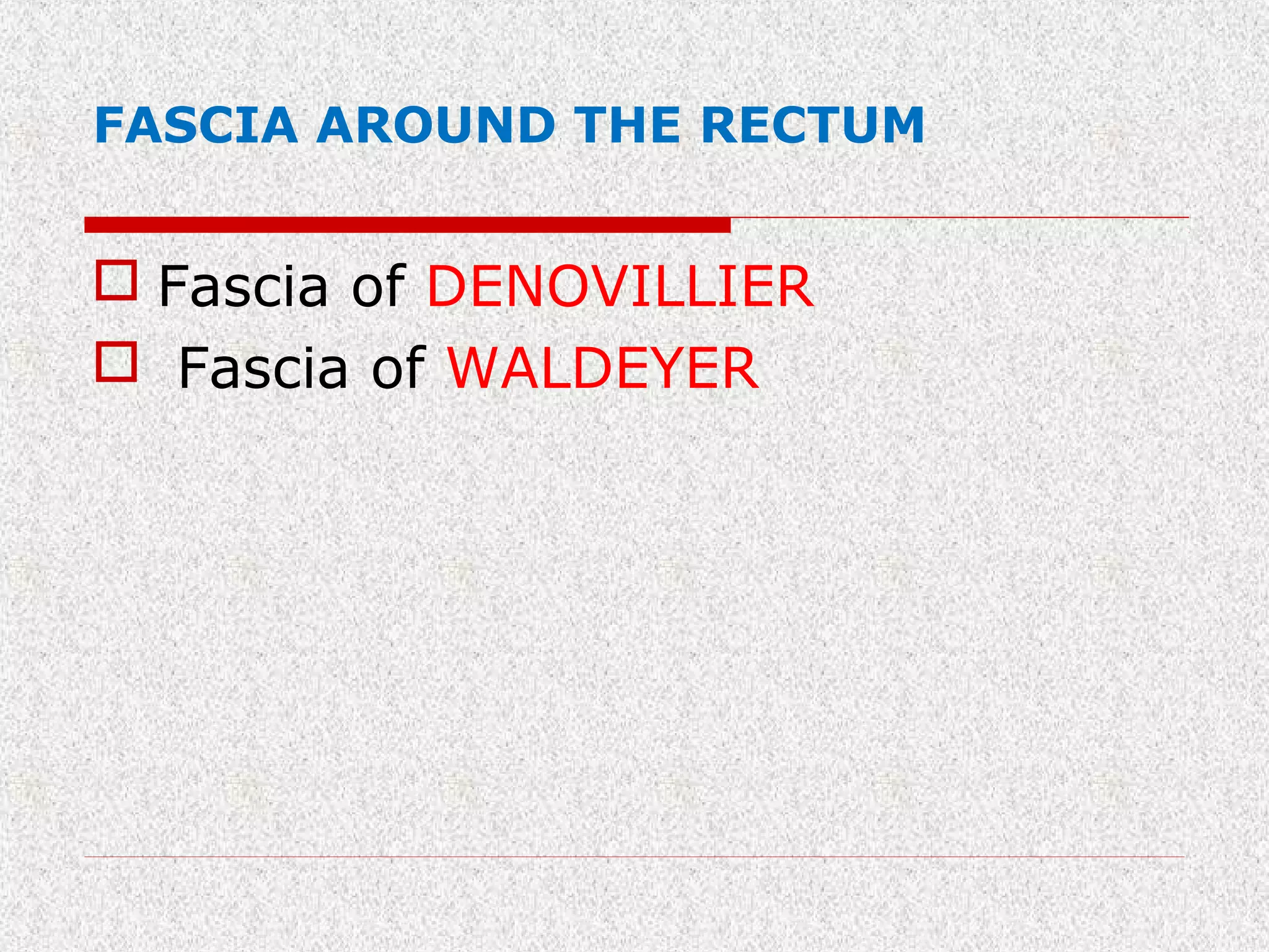 Surgical rectal anatomy | PPT