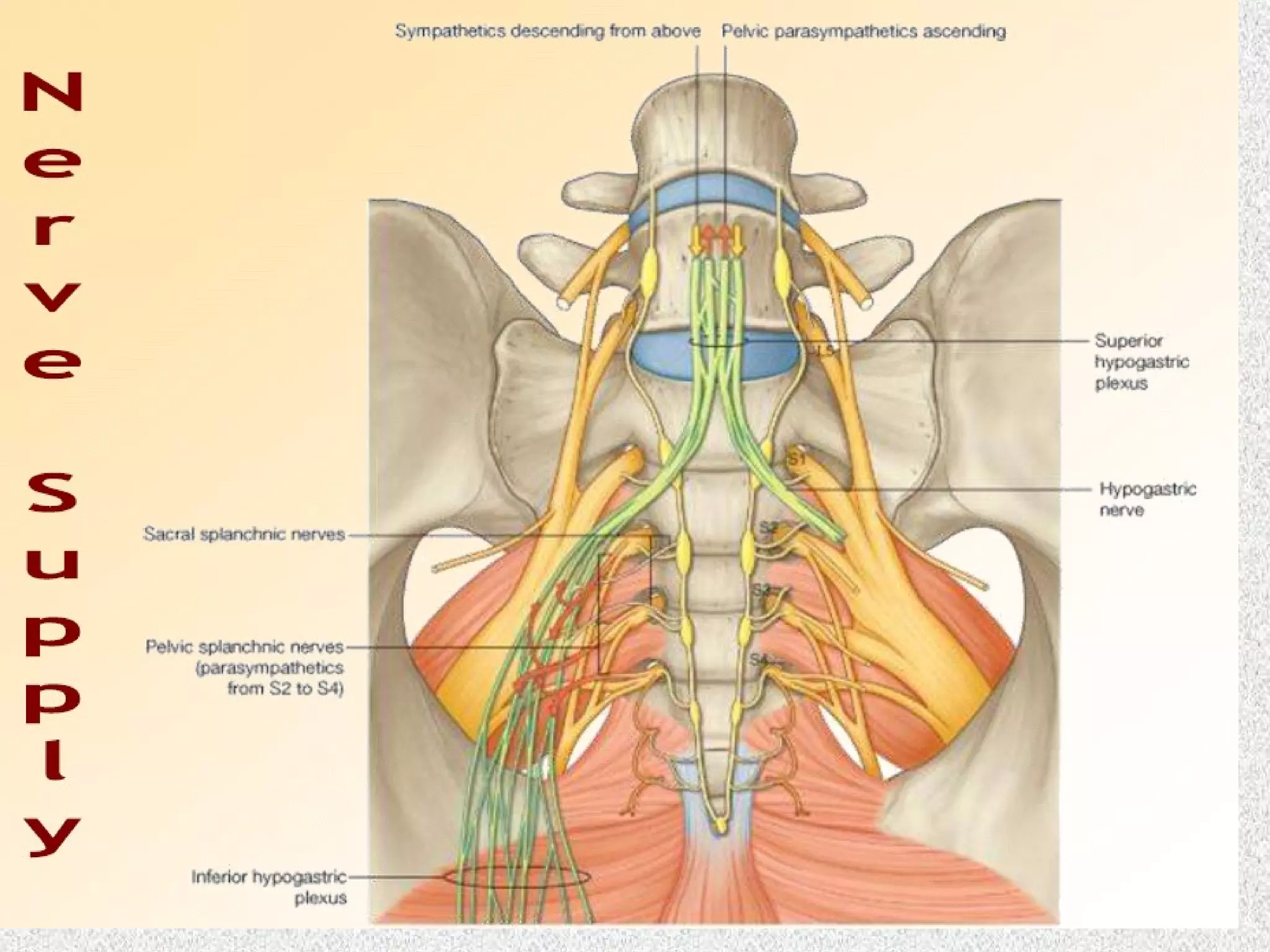 Surgical rectal anatomy | PPT