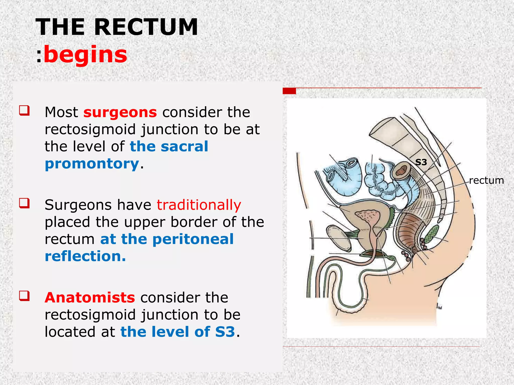 Surgical rectal anatomy | PPT