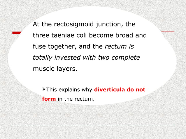 Surgical rectal anatomy | PPT