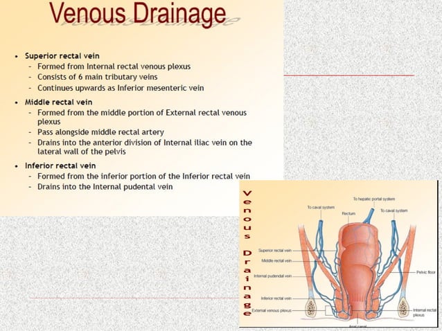 Surgical rectal anatomy | PPT
