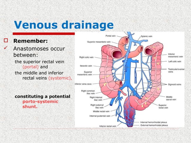 Surgical rectal anatomy | PPT