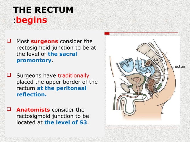 Surgical rectal anatomy | PPT