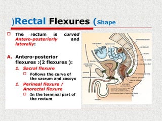 Surgical rectal anatomy | PPT