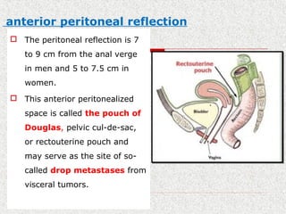 Surgical rectal anatomy | PPT