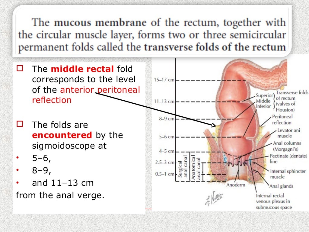 Surgical rectal anatomy