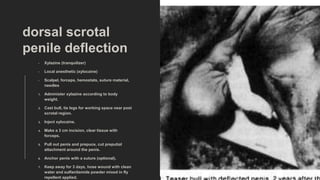 Surgical Techniques for Preparation of Teaser Bulls.pptx