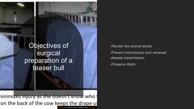 Surgical Techniques for Preparation of Teaser Bulls.pptx | Reproductive ...