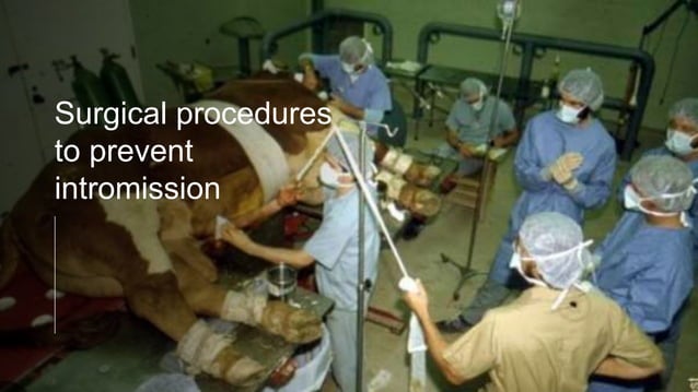 Surgical Techniques for Preparation of Teaser Bulls.pptx | Reproductive ...