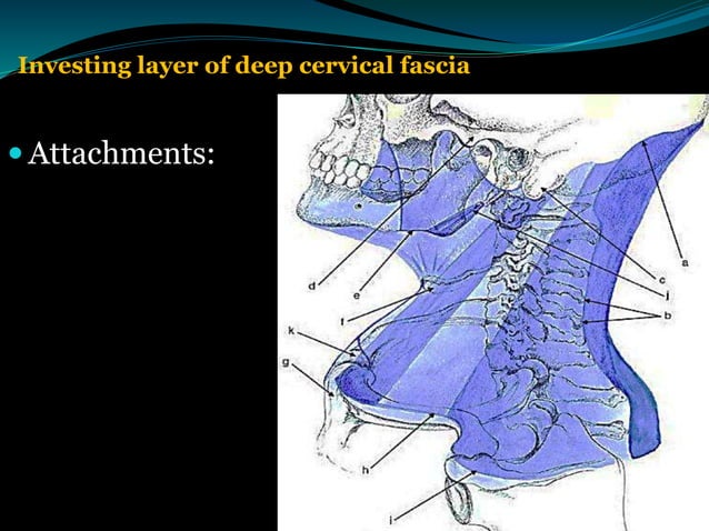 Surgical treatment of paraphyrngeal and retropharyngeal abscesses | PPTX