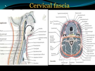 Retropharyngeal Abscess Anatomy