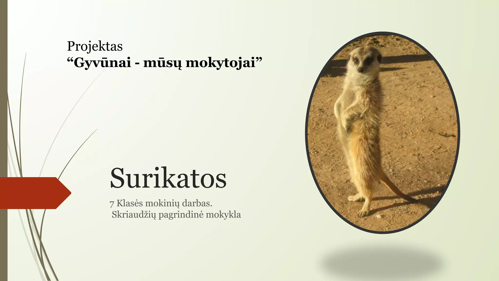 Surikatos | PDF