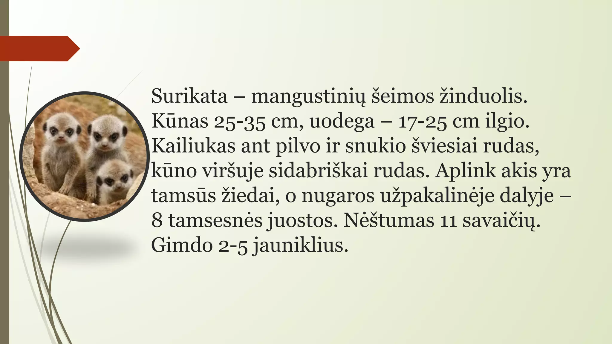 Surikatos | PDF