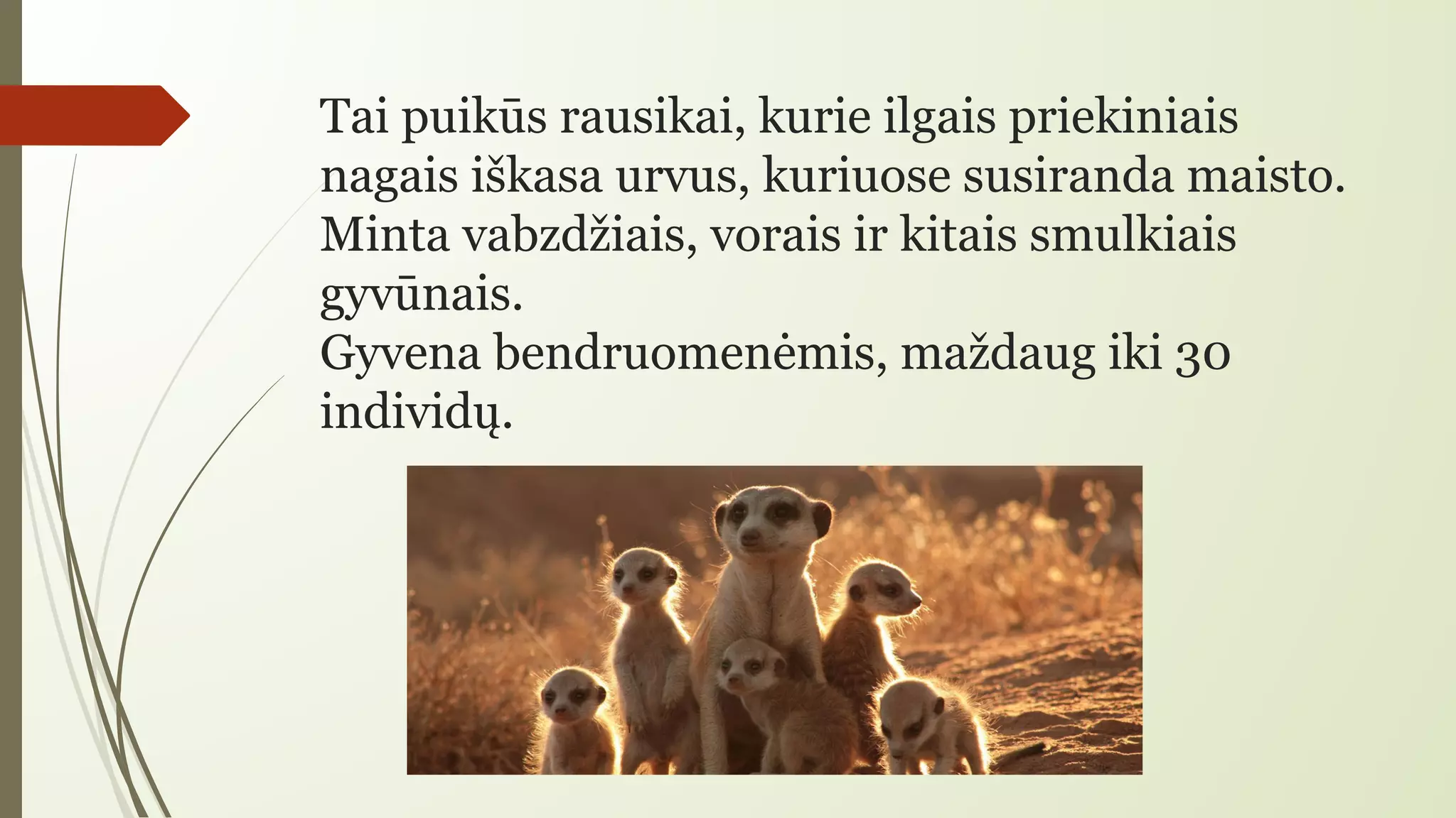 Surikatos | PDF