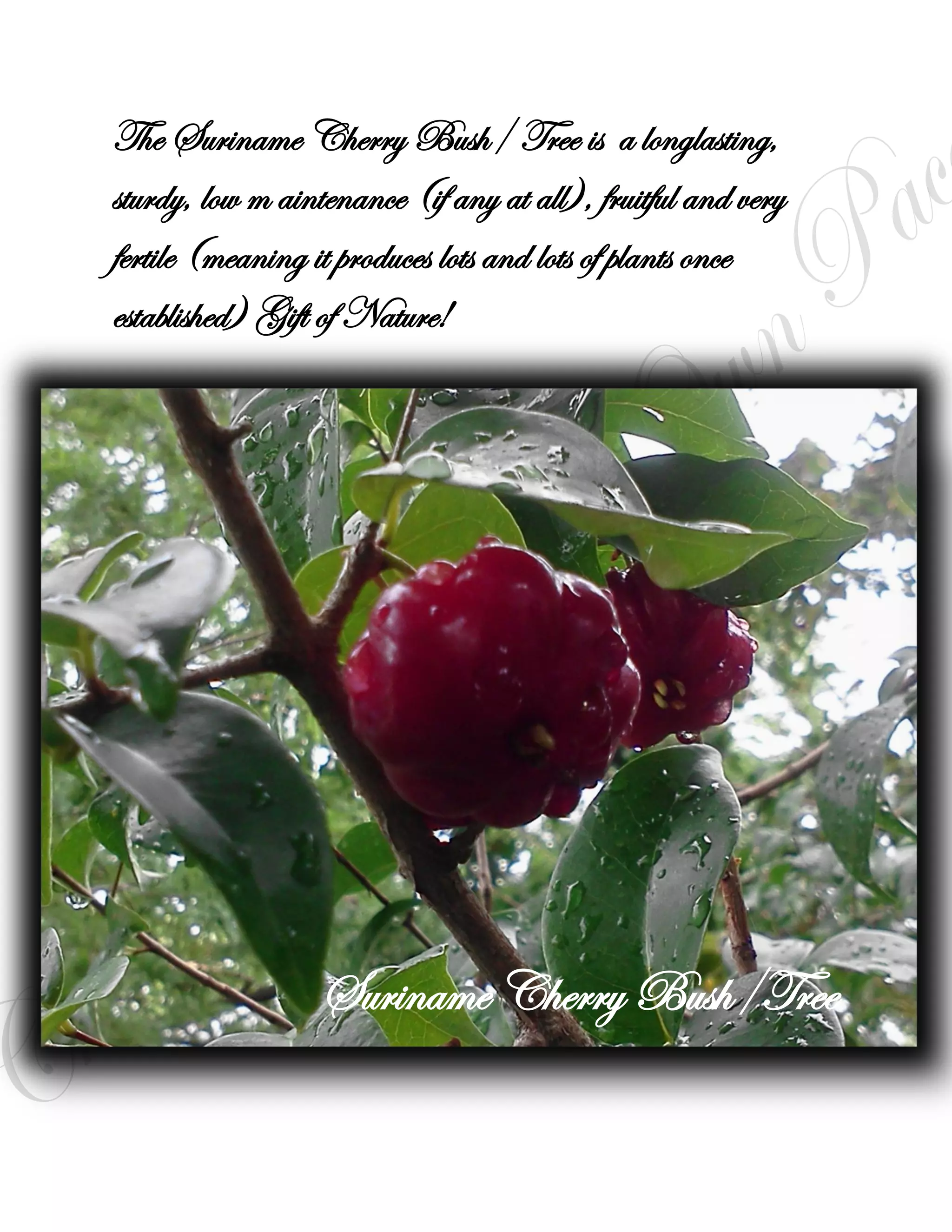 Suriname Cherry Bush Tree | PDF