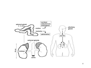 Surrenal | PPT