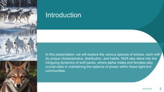 Surrounded by Mystery and Beauty.pptx