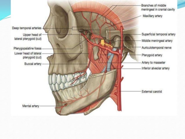 surgical anatomy of TMJ
