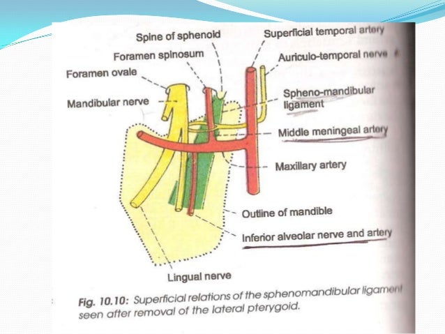 surgical anatomy of TMJ