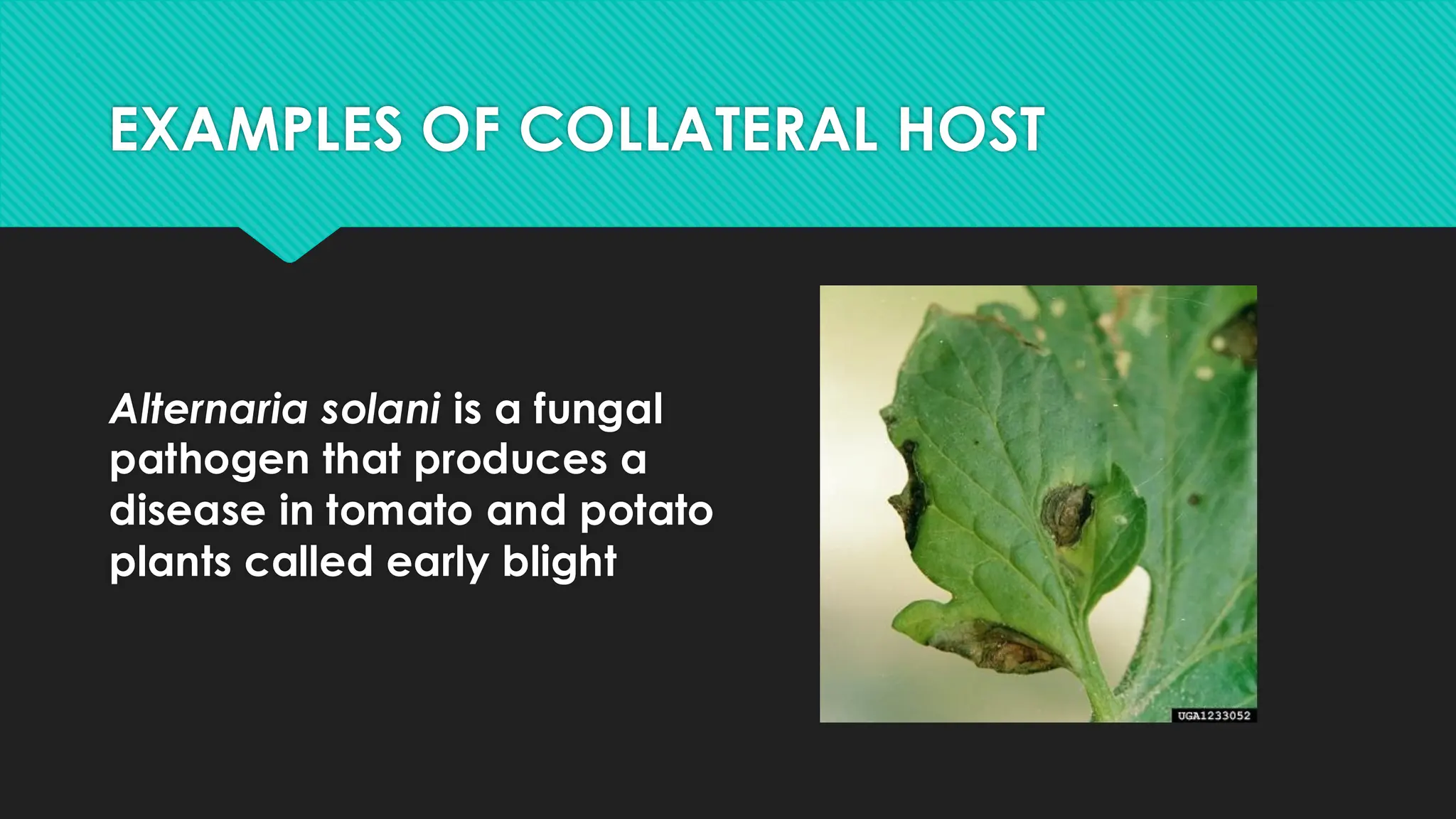 Collateral host Management PATHOLOGY 202.pdf