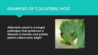 Collateral host Management PATHOLOGY 202.pdf