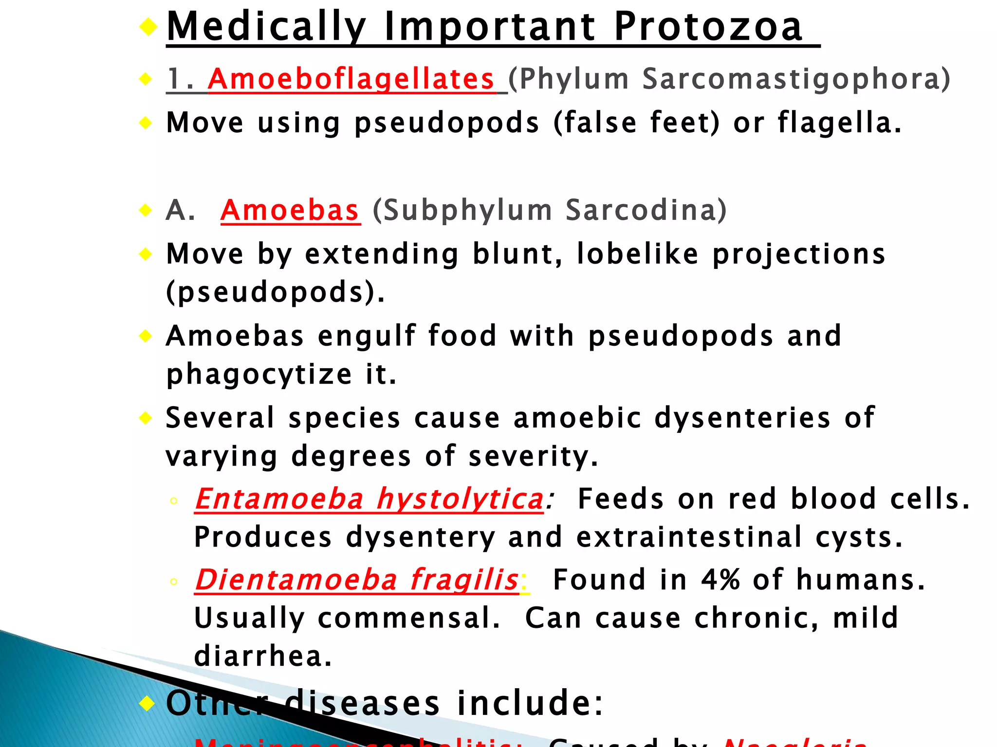 Survey Of Protozoans | PPT