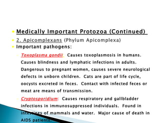 Survey Of Protozoans | PPT