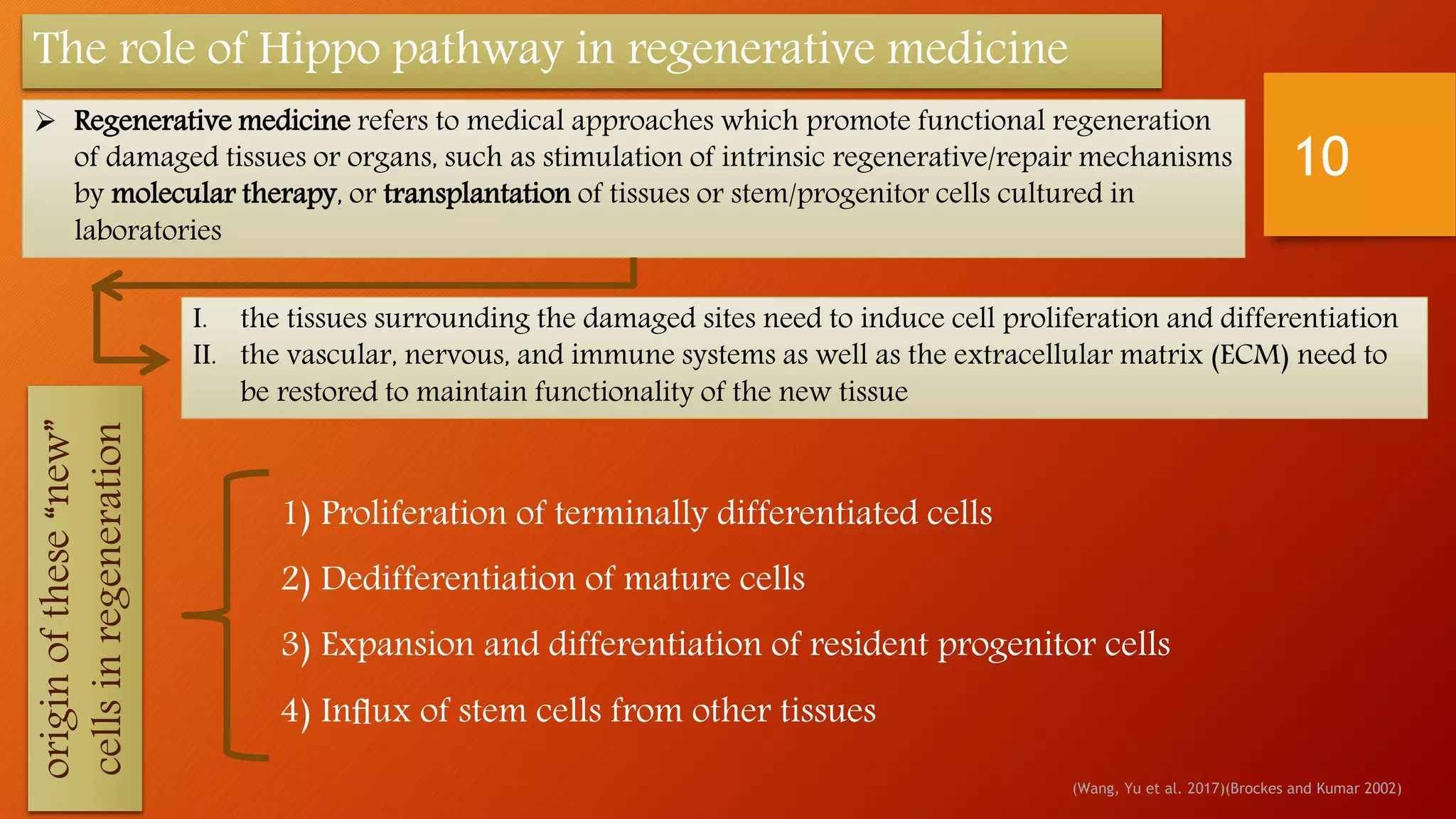 Surveying double-side effects of hippo pathway in regeneration.pptx