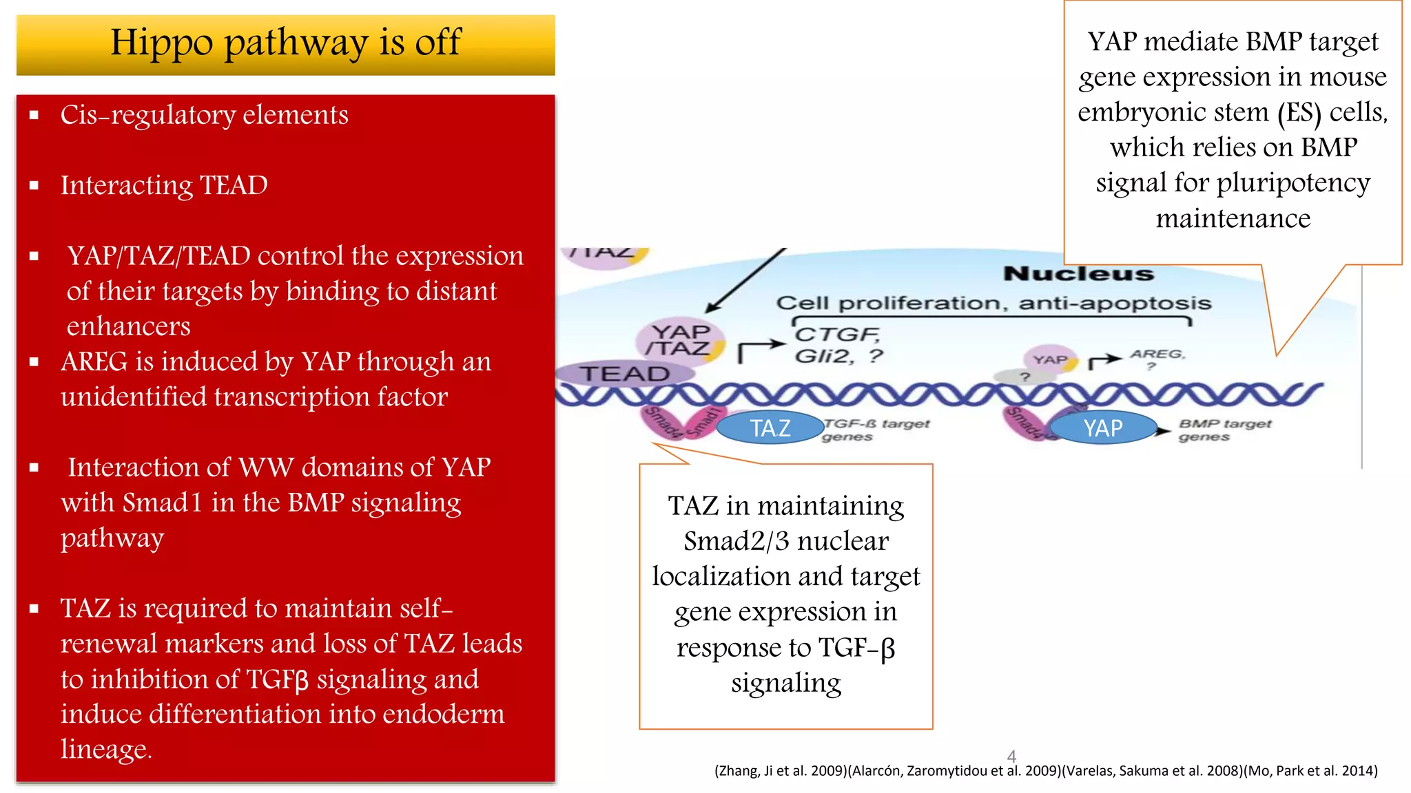 Surveying double-side effects of hippo pathway in regeneration.pptx