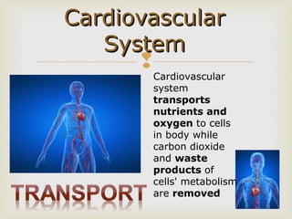 Survey of Anatomy and Physiology Chap 12 Part Two | PPT