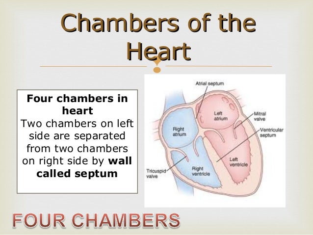 Survey of Anatomy and Physiology Chap 12 Part One