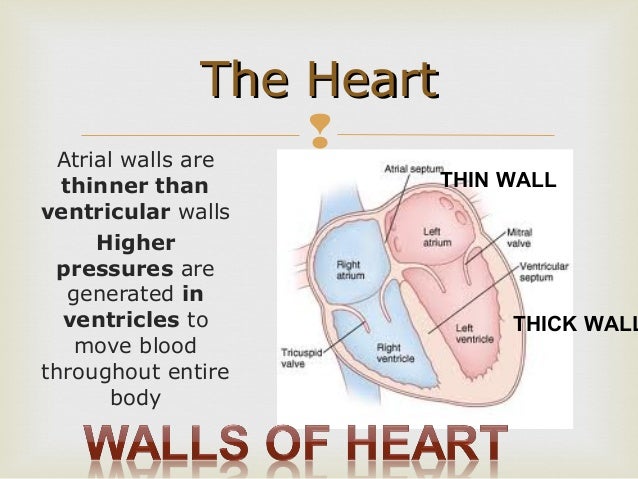 Survey of Anatomy and Physiology Chap 12 Part One