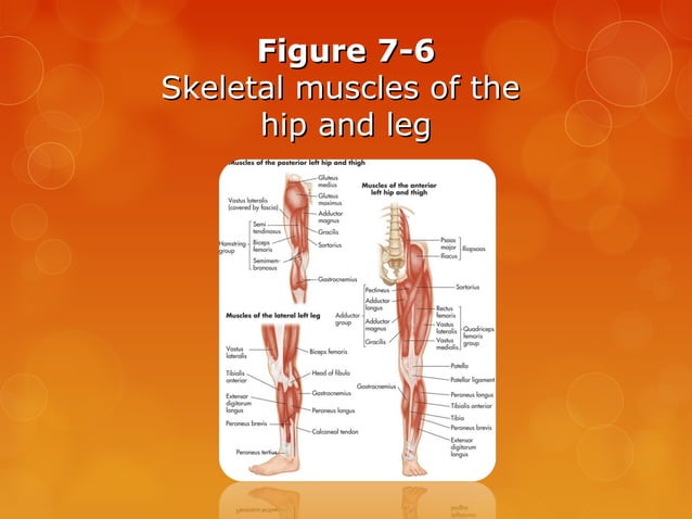 Survey of Anatomy and Physiology Chap 7 | PPT